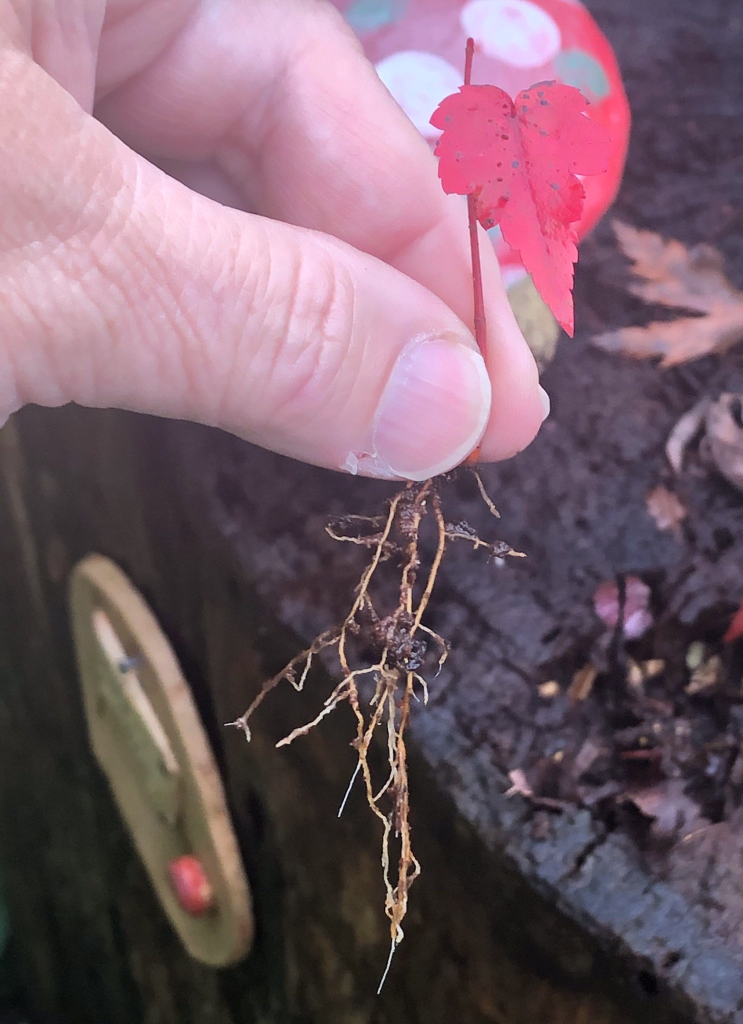 BE ROOTED IN LOVE – Complete in Him