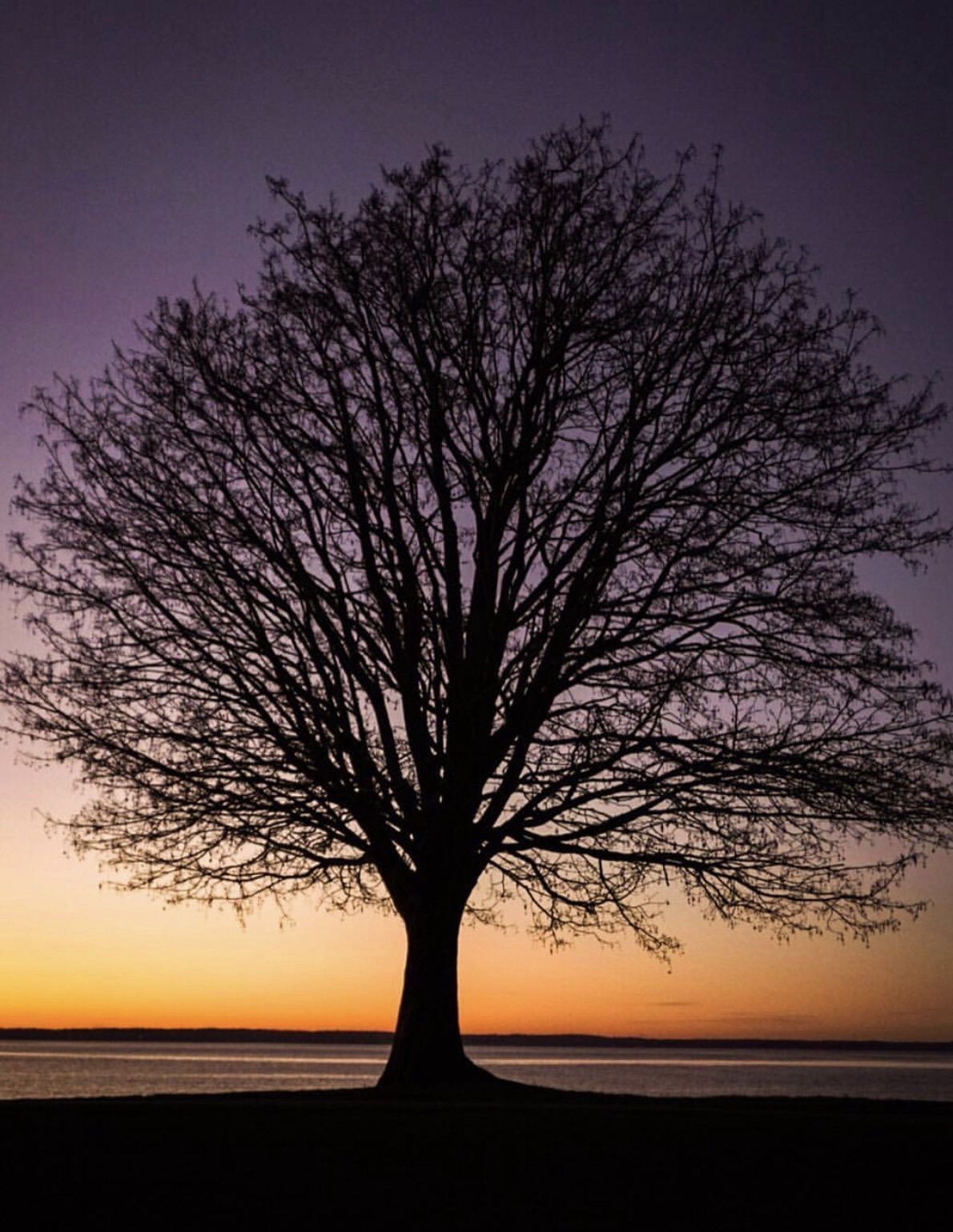 What Does It Mean To Be A “Tree Of Righteousness?” – Complete in Him